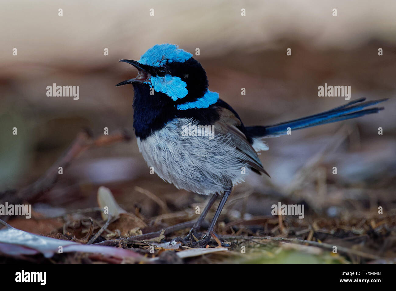 Superb Fairywren - Malurus cyaneus - passerine bird in the Australasian ...