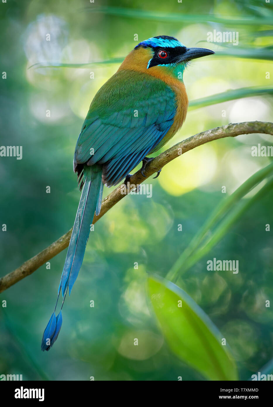 Blue diademed motmot momotus lessonii hi-res stock photography and ...