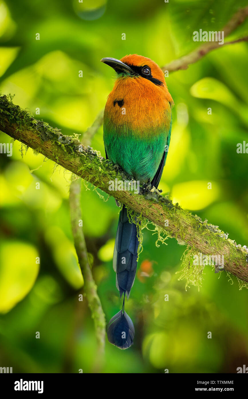 Broad-billed Motmot - Electron platyrhynchum found in Bolivia, Brazil ...