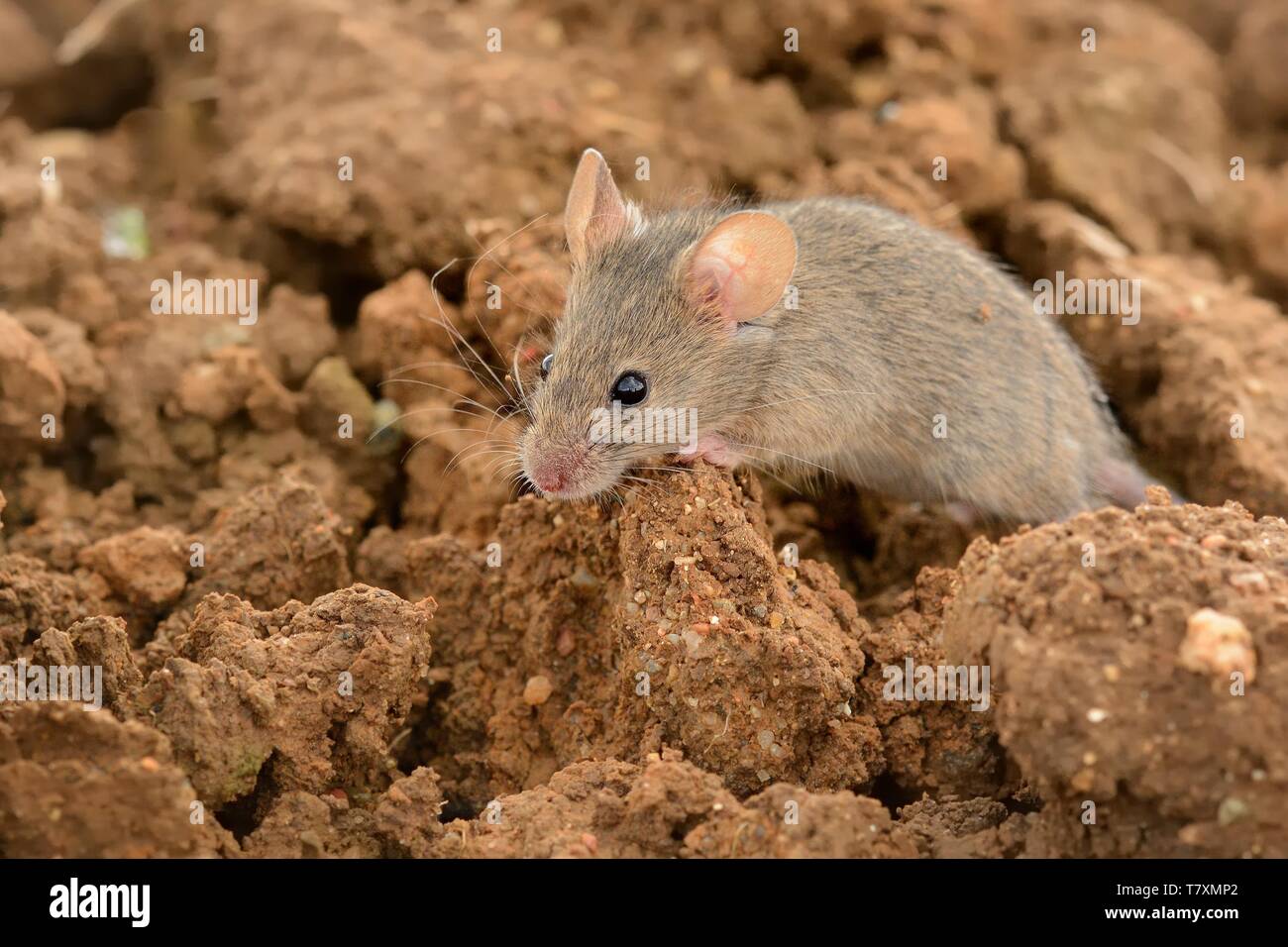 Eastern House Mouse - Mus musculus on the ground, brown background ...