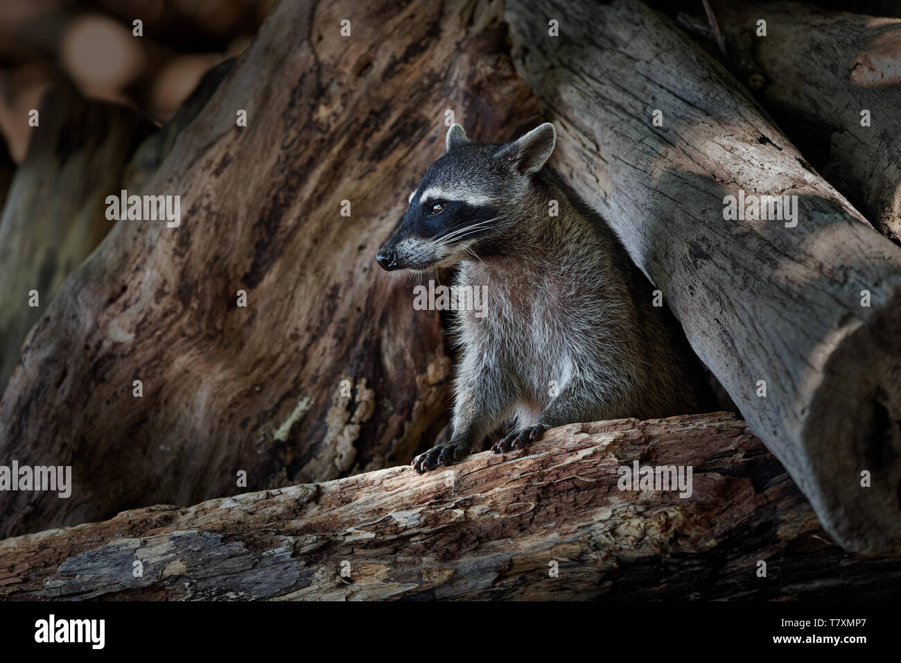 Raccoon - Procyon lotor also common raccoon, North American raccoon ...