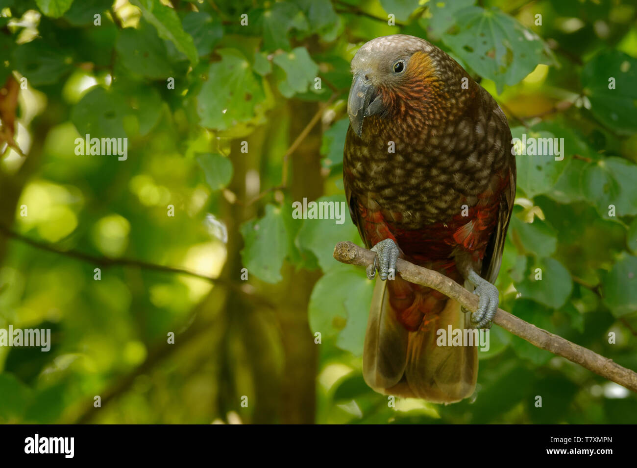 Kaka point hi-res stock photography and images - Alamy