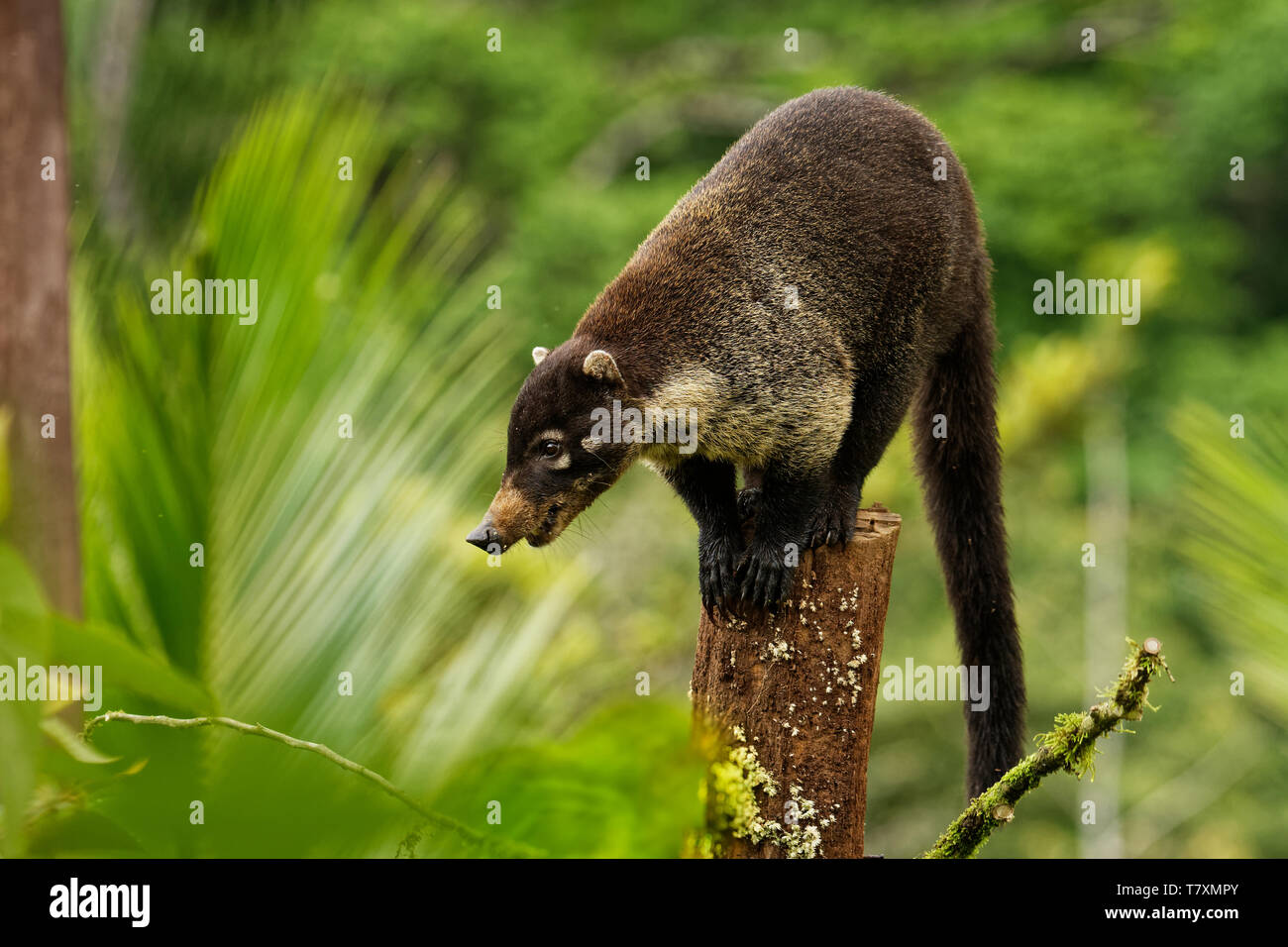 White-nosed Coati - Nasua narica, known as the coatimundi, member of ...