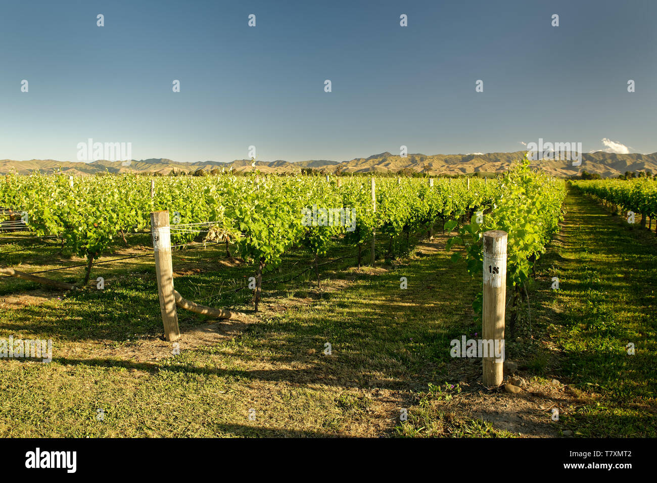 Vineyard, winery New Zealand, typical Marlborough landscape with ...