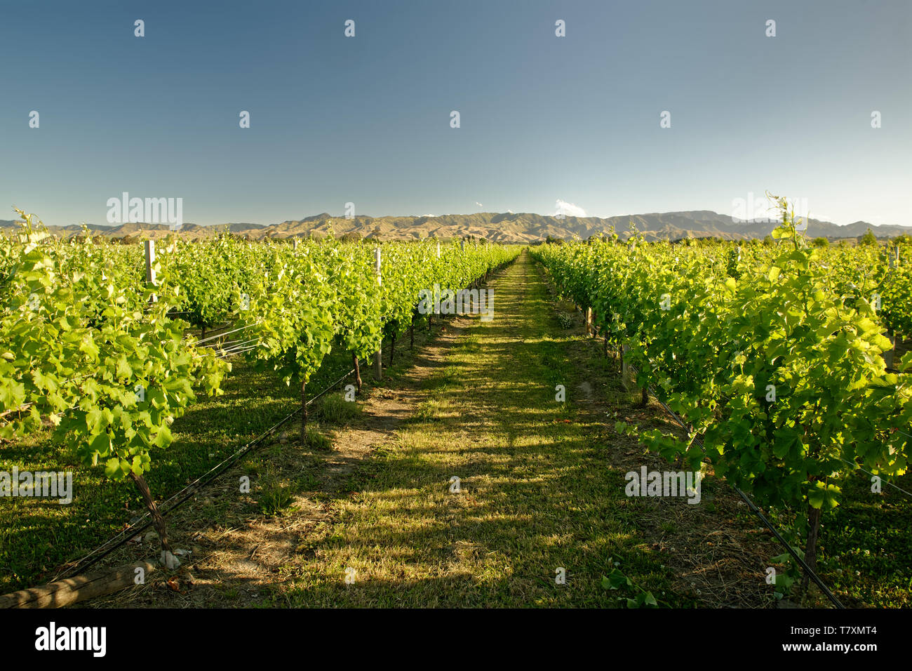 Vineyard, winery New Zealand, typical Marlborough landscape with ...