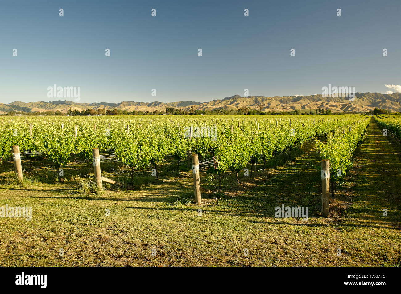Vineyard, winery New Zealand, typical Marlborough landscape with ...