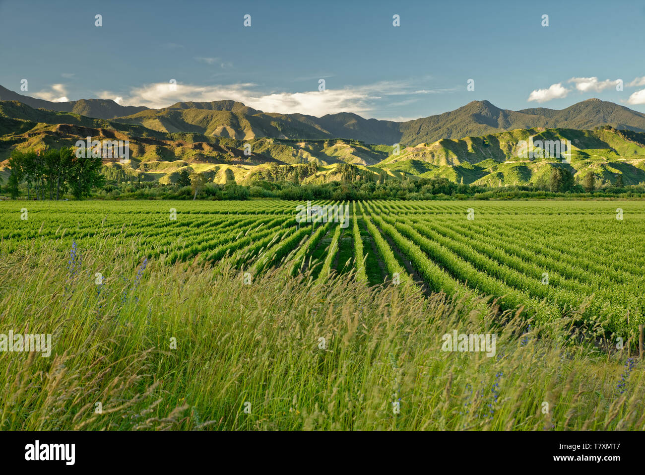 Marlborough vineyard new zealand hi-res stock photography and images ...