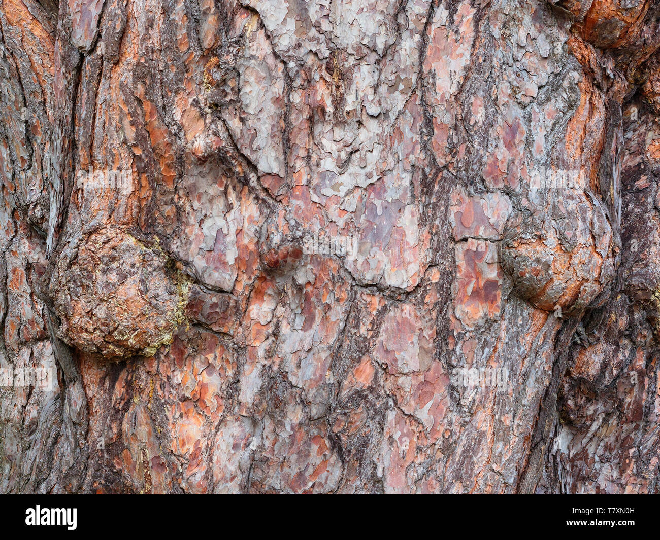 Colorful patterned tree bark hi-res stock photography and images - Alamy