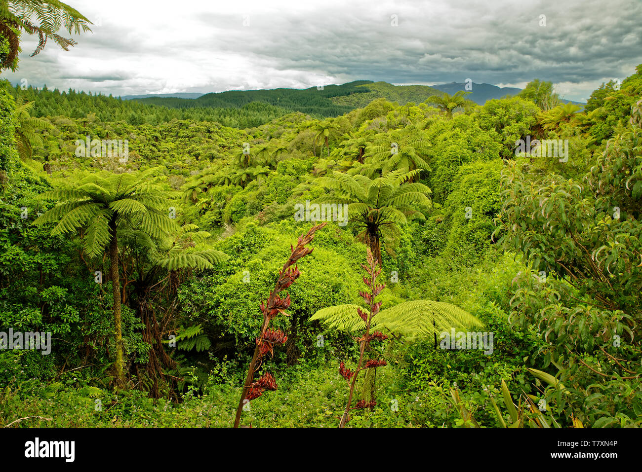 Landscape New Zealand - Lake Rotorua geysers and landscape, North ...