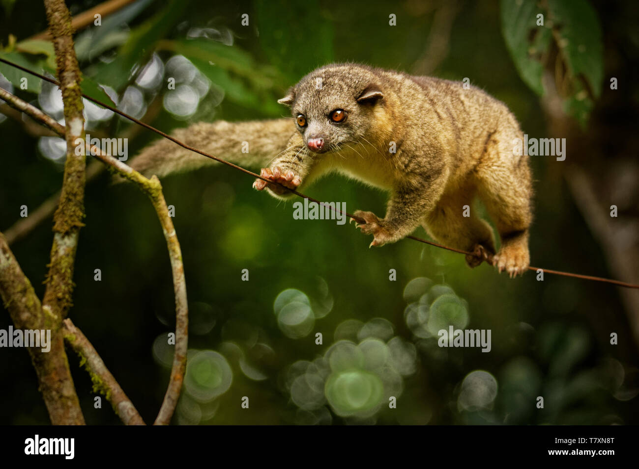 Tree dwelling mammals hi-res stock photography and images - Alamy
