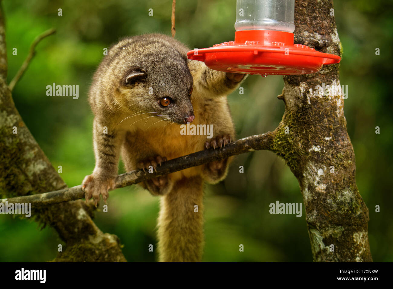 Potos flavus food hi-res stock photography and images - Alamy