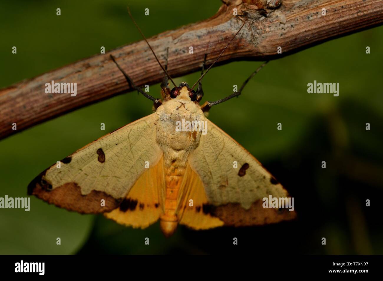 Large noctular moth Green drab (Ophiusa tirhaca) sitting on the branch ...