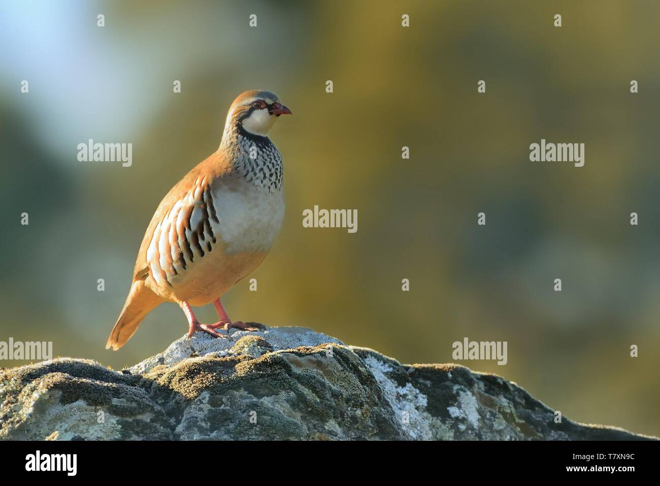 Red-legged Partridge (Alectoris rufa) on a meadow Stock Photo - Alamy