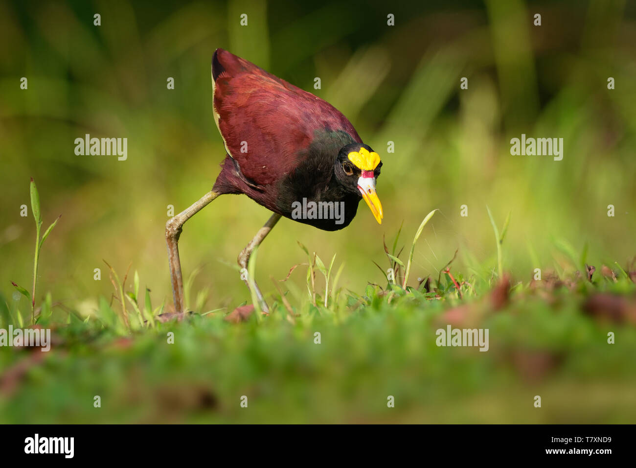 Northern Jacana - Jacana spinosa is a wader which is a resident breeder ...
