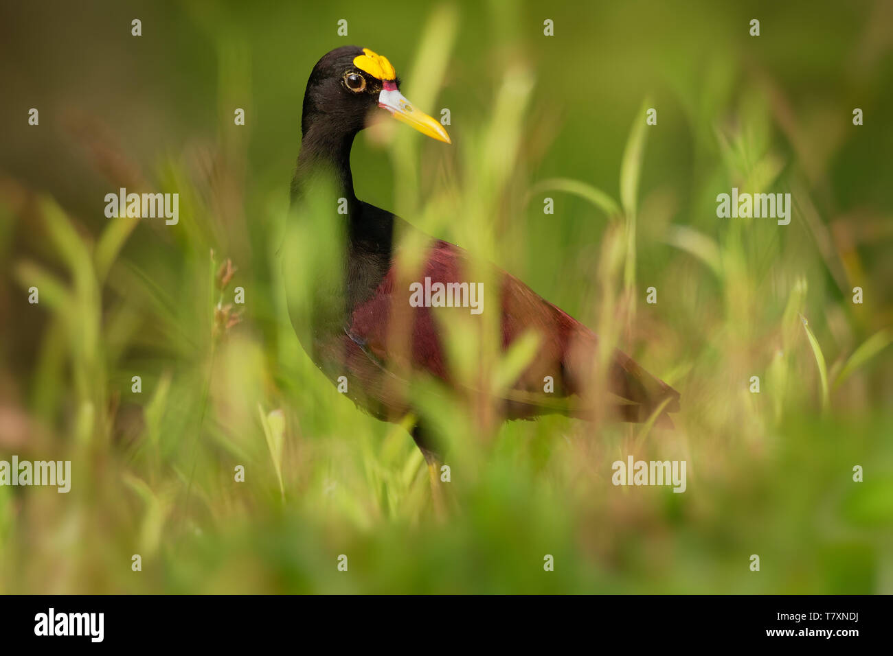 Northern Jacana - Jacana spinosa is a wader which is a resident breeder ...