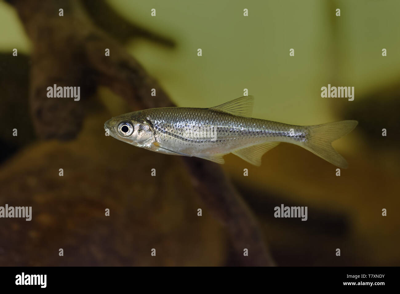 Bipunctatus hi-res stock photography and images - Alamy