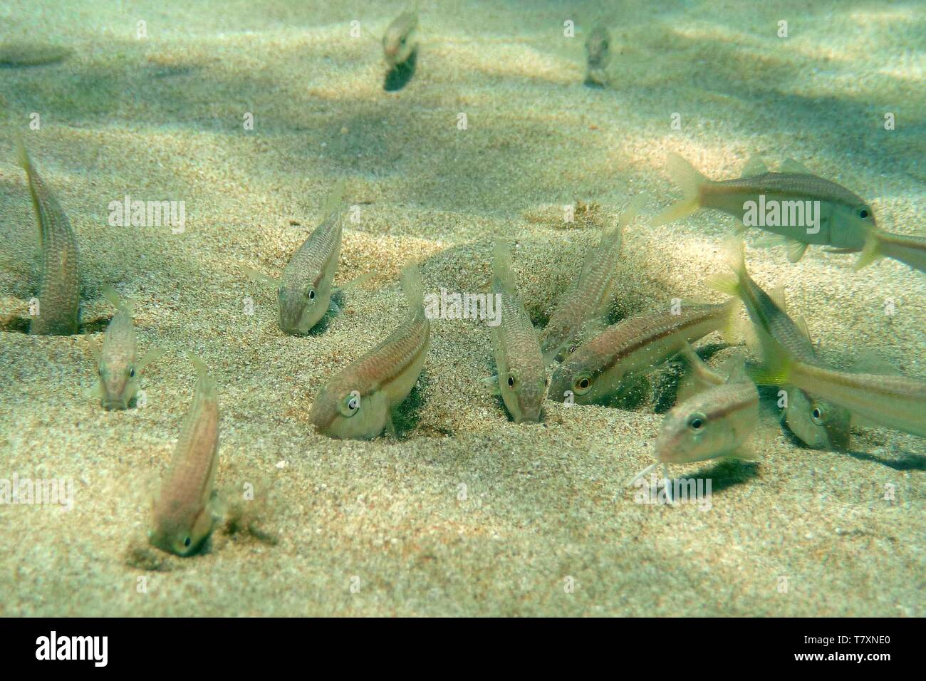 The school of little fish feeding in the sand. Small sea fish captured ...