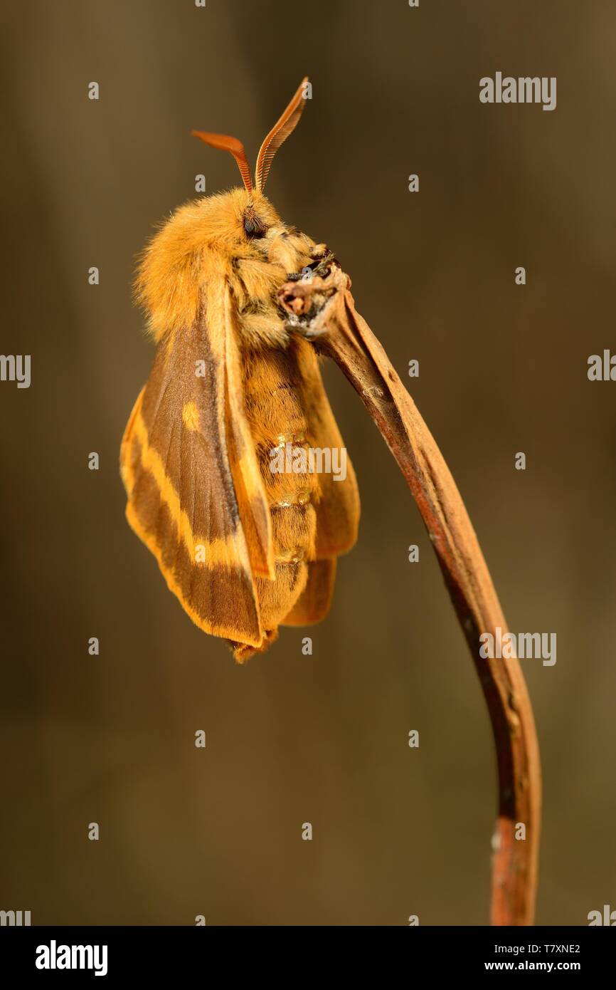Colorful species of moth (Lemonia dumi) sitting on the dry grass ...