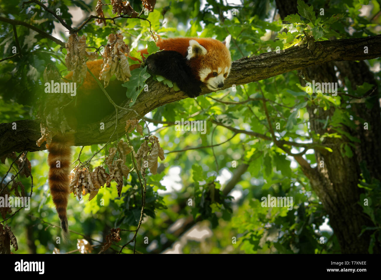 Red panda laying hi-res stock photography and images - Alamy