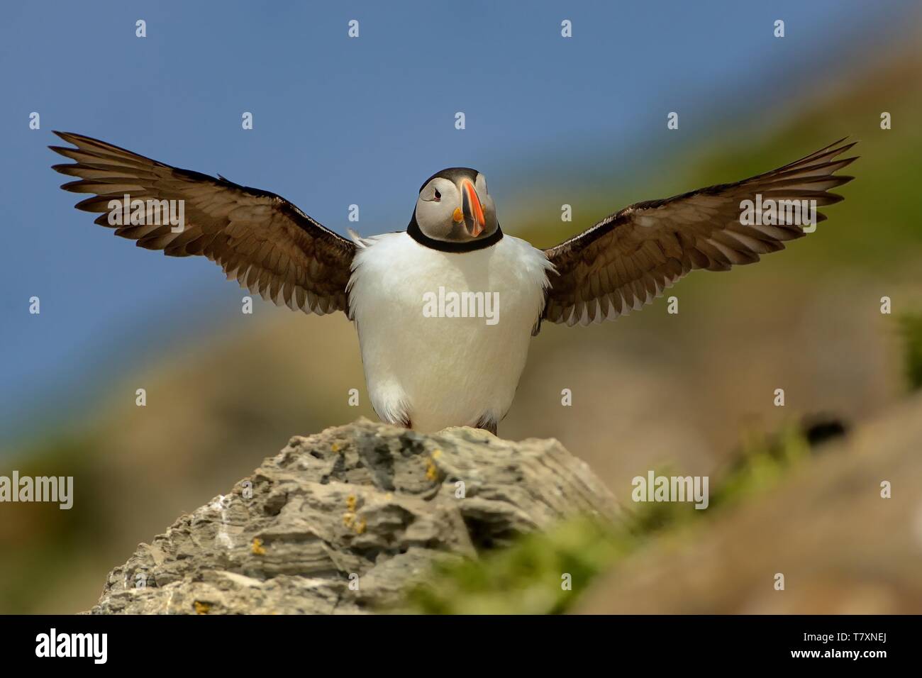 Atlantic Puffin flapping with wings on Hornoya, Norway Stock Photo - Alamy