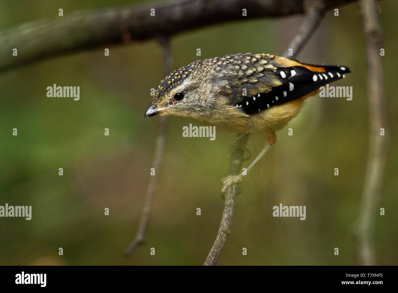 Spotted Pardalote - Pardalotus punctatus small australian bird ...