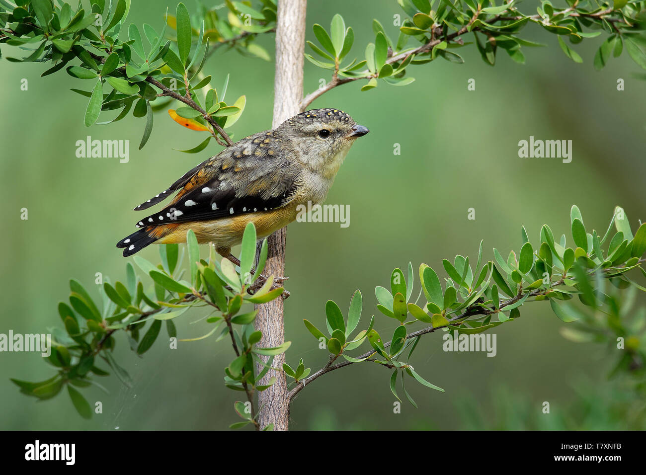 Spotted Pardalote - Pardalotus punctatus small australian bird ...