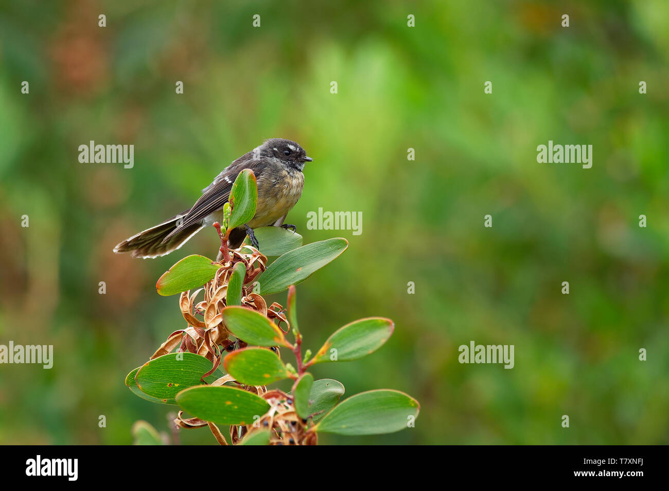 Solomon islands bird hi-res stock photography and images - Alamy