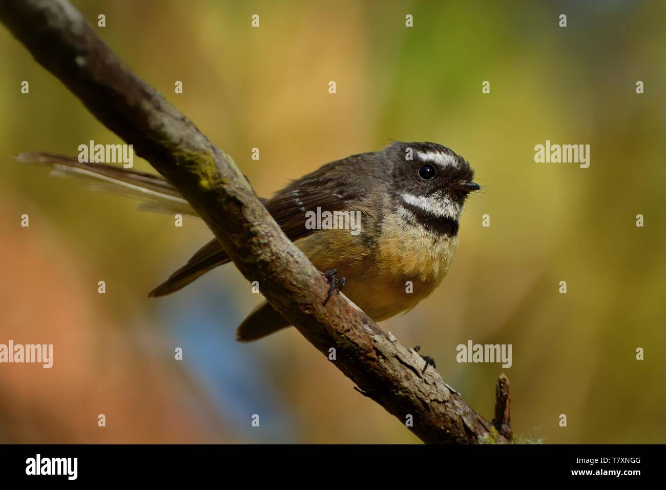 Rhipidura fuliginosa - Fantail - piwakawaka in Maori language - sitting ...