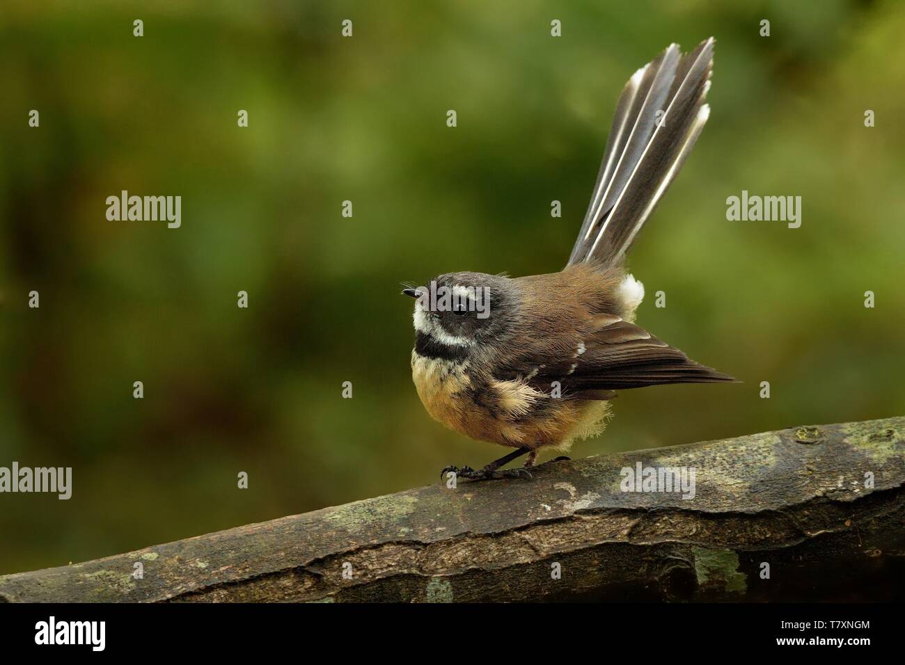 Rhipidura fuliginosa - Fantail - piwakawaka in Maori language - sitting ...