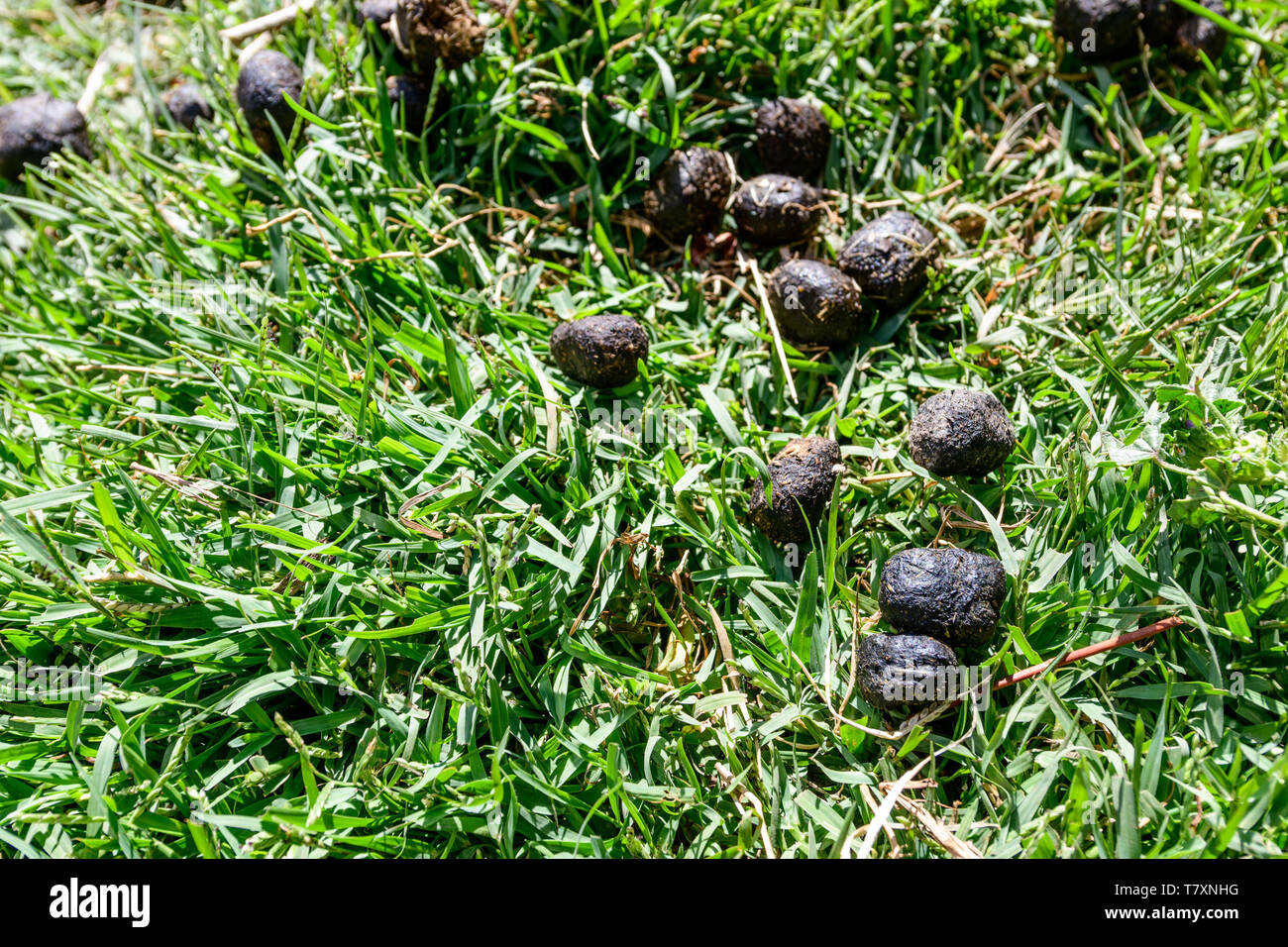Kangeroo poo hi-res stock photography and images - Alamy