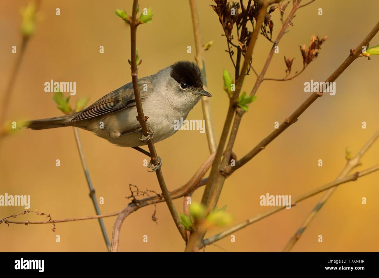 Blackcap - Sylvia atricapilla sitting on the bush in Europe Stock Photo ...