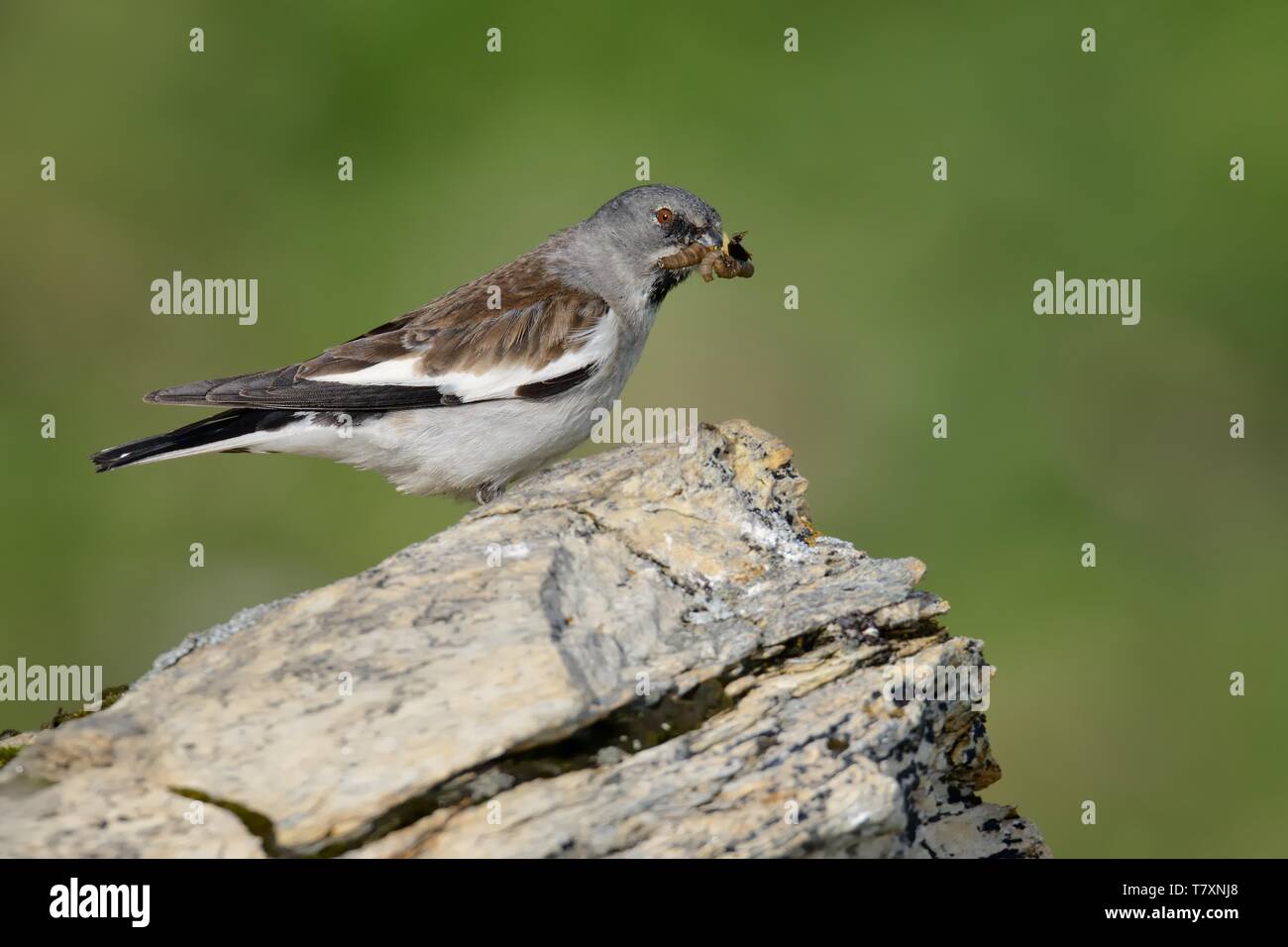 White-winged Snowfinch - Montifringilla nivalis with insects in Alps ...