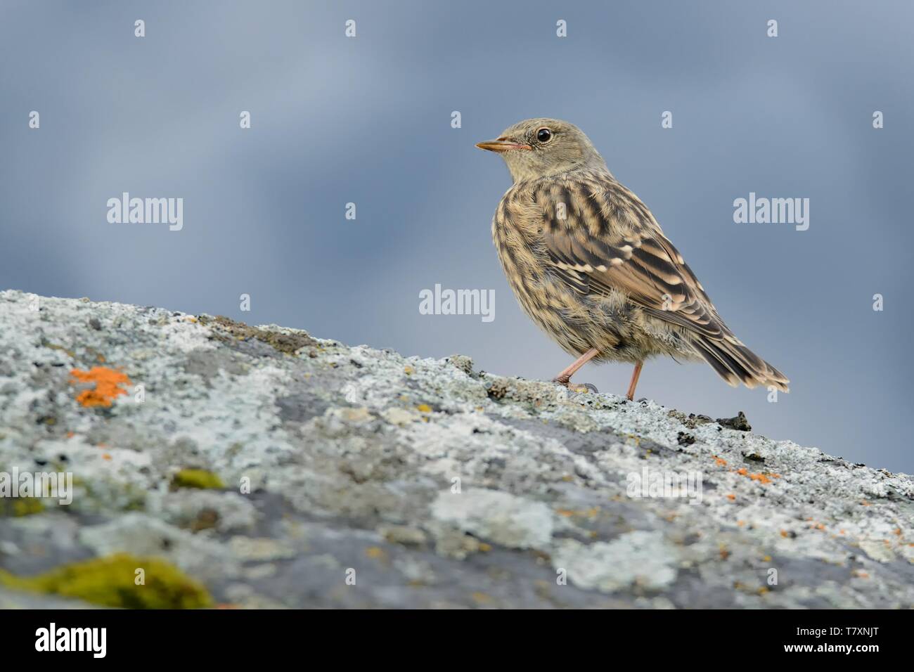 Alpine Accentor - Prunella collaris juvenile sitting on the cliff and ...