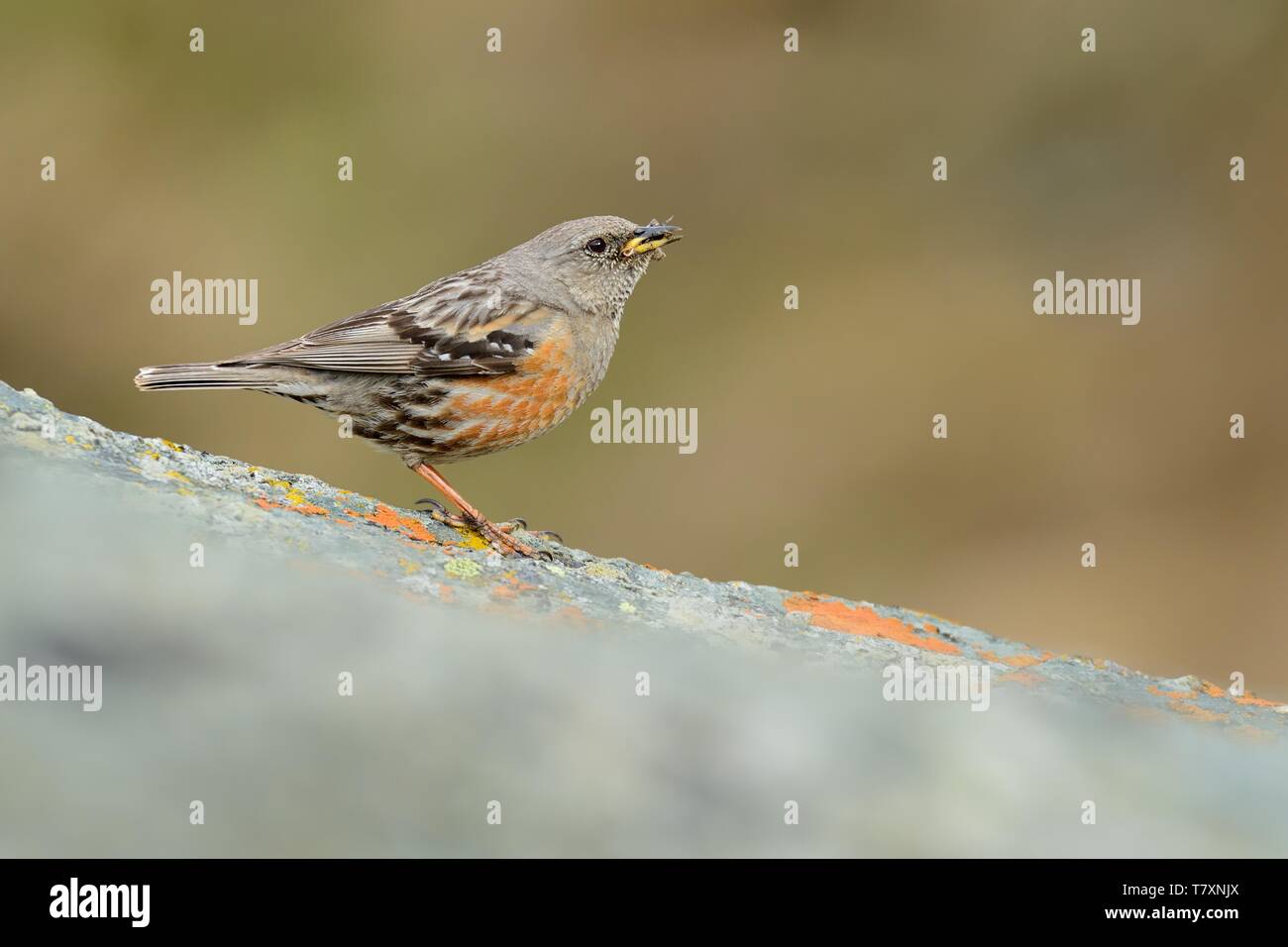 Alpine Accentor - Prunella collaris sitting on the cliff in Alps Stock ...