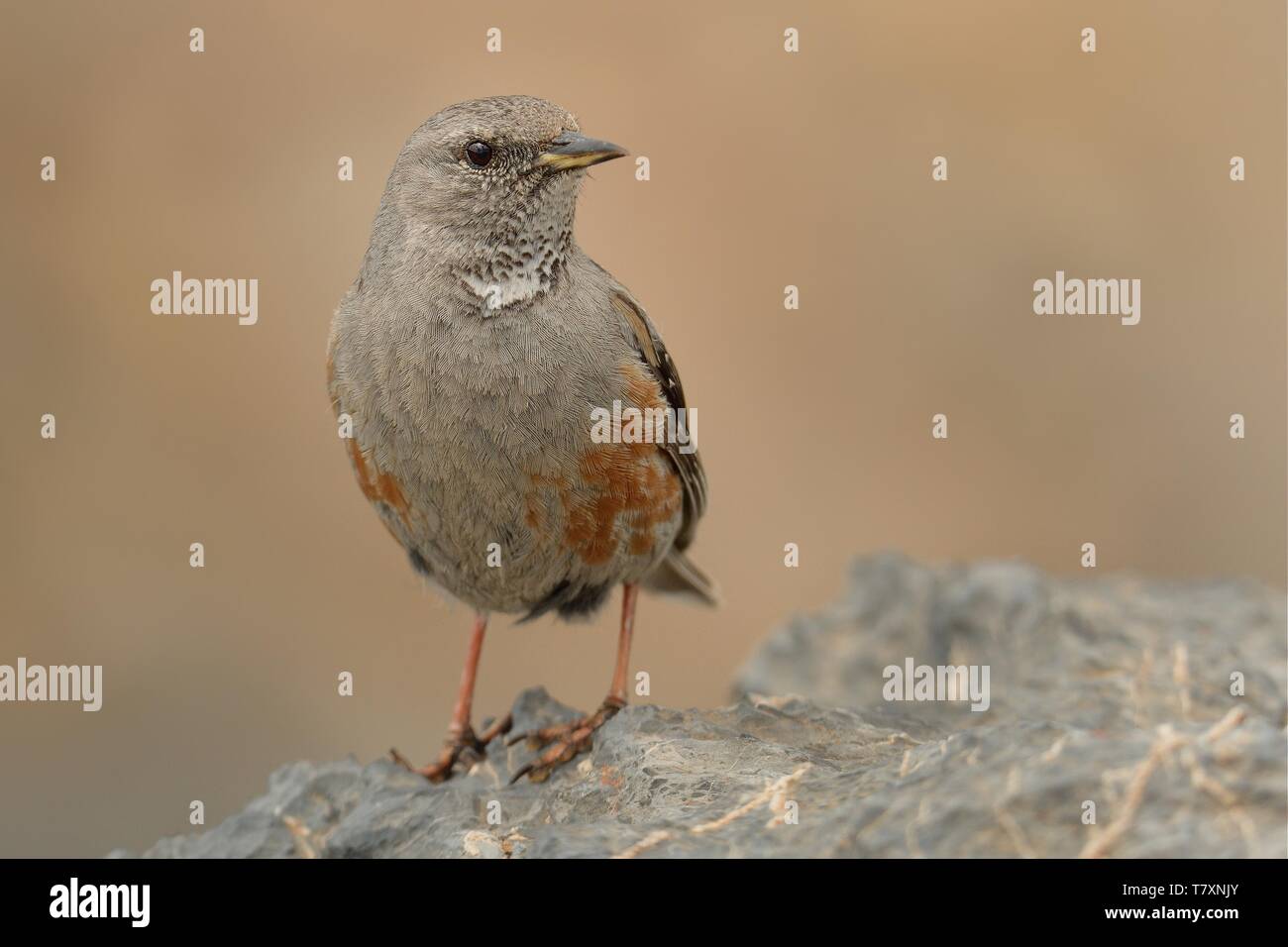 Alpine Accentor - Prunella collaris sitting on the cliff and watching ...