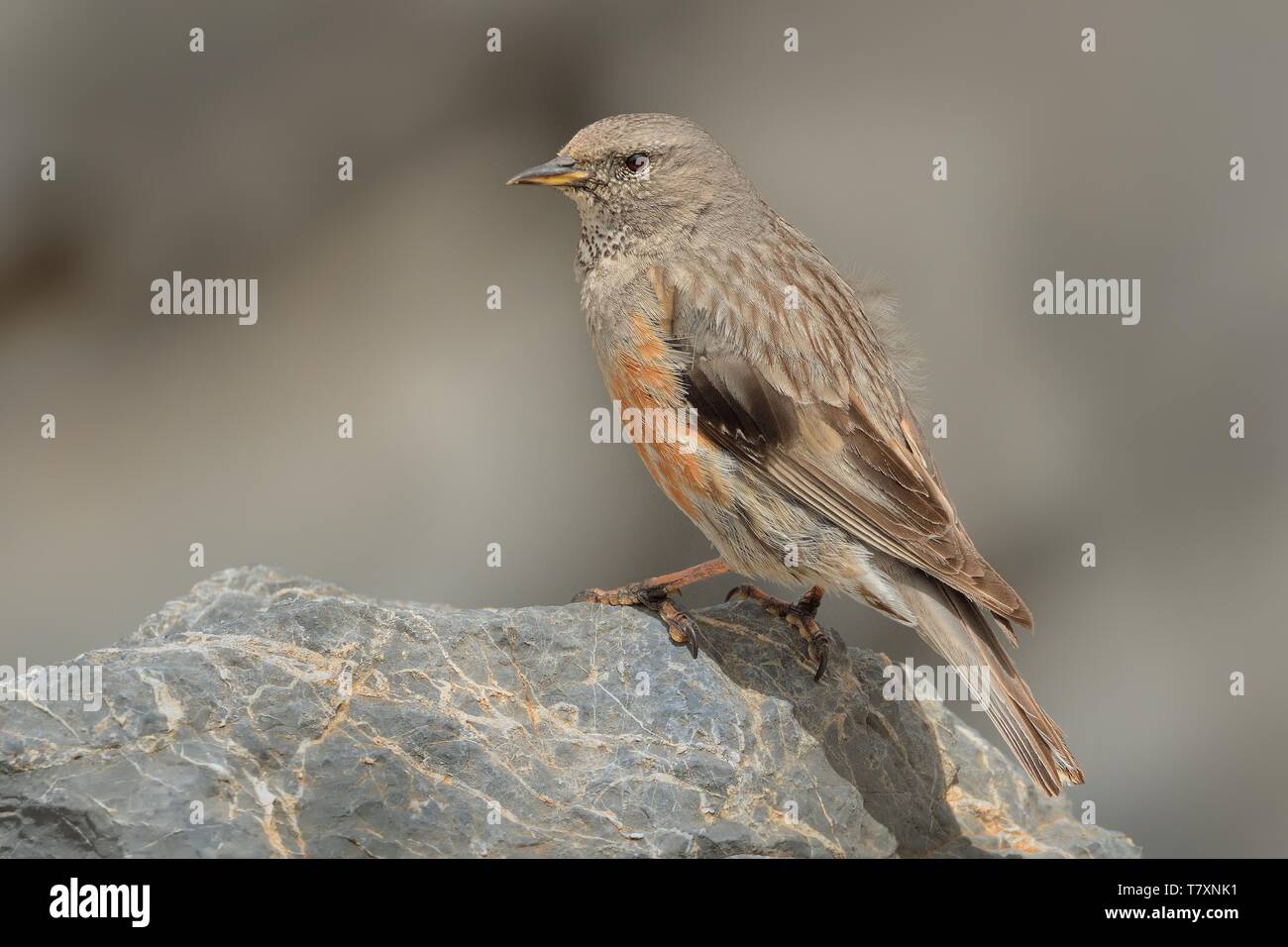 Alpine accentor prunella collaris in hi-res stock photography and ...