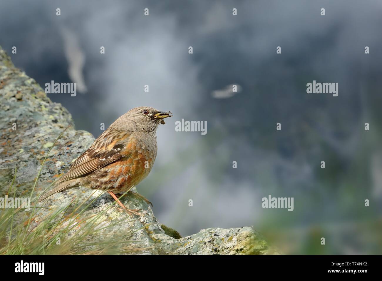 Alpine Accentor - Prunella collaris sitting on the cliff and watching ...