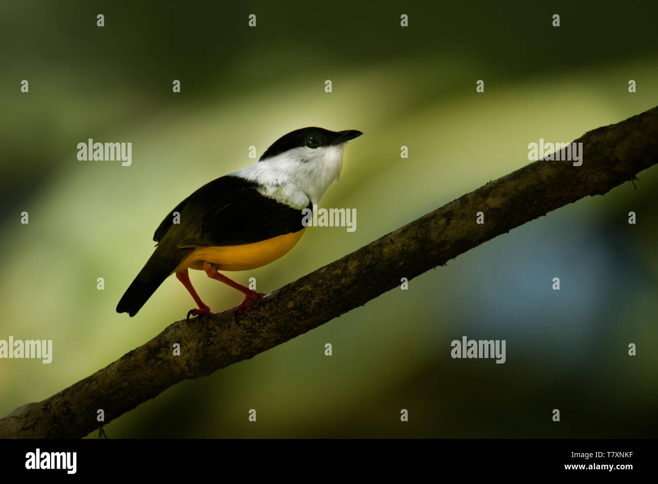 White-collared manakin - Manacus candei passerine bird in the manakin ...