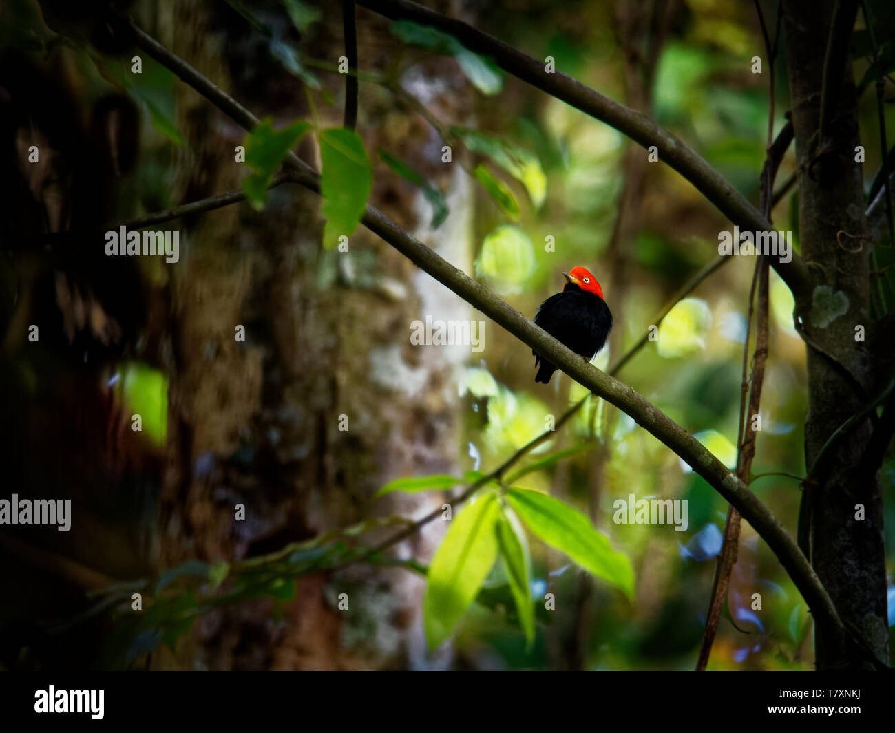 Belize national flower hi-res stock photography and images - Alamy