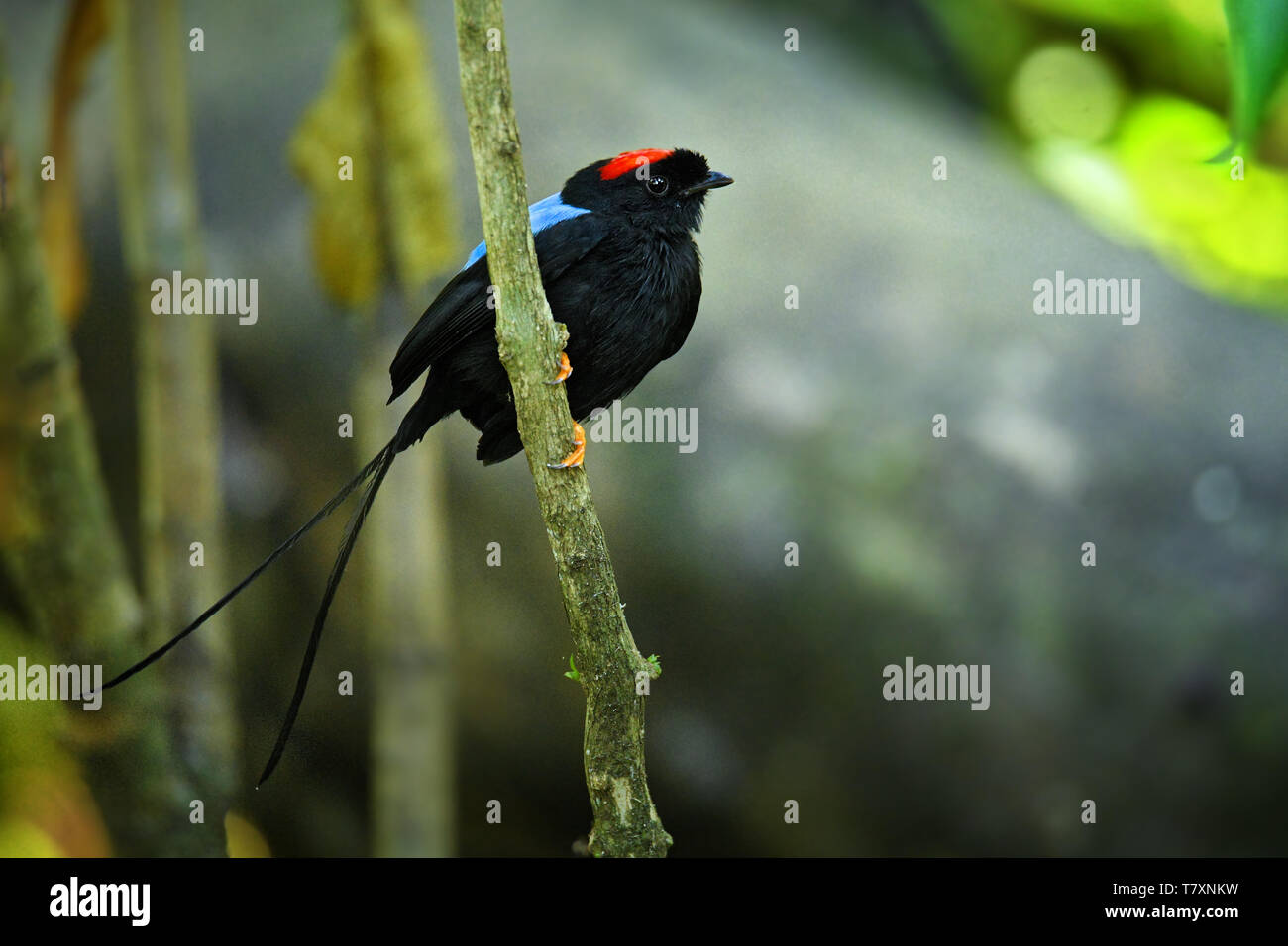 Long-tailed manakin - Chiroxiphia linearis species of bird in the ...
