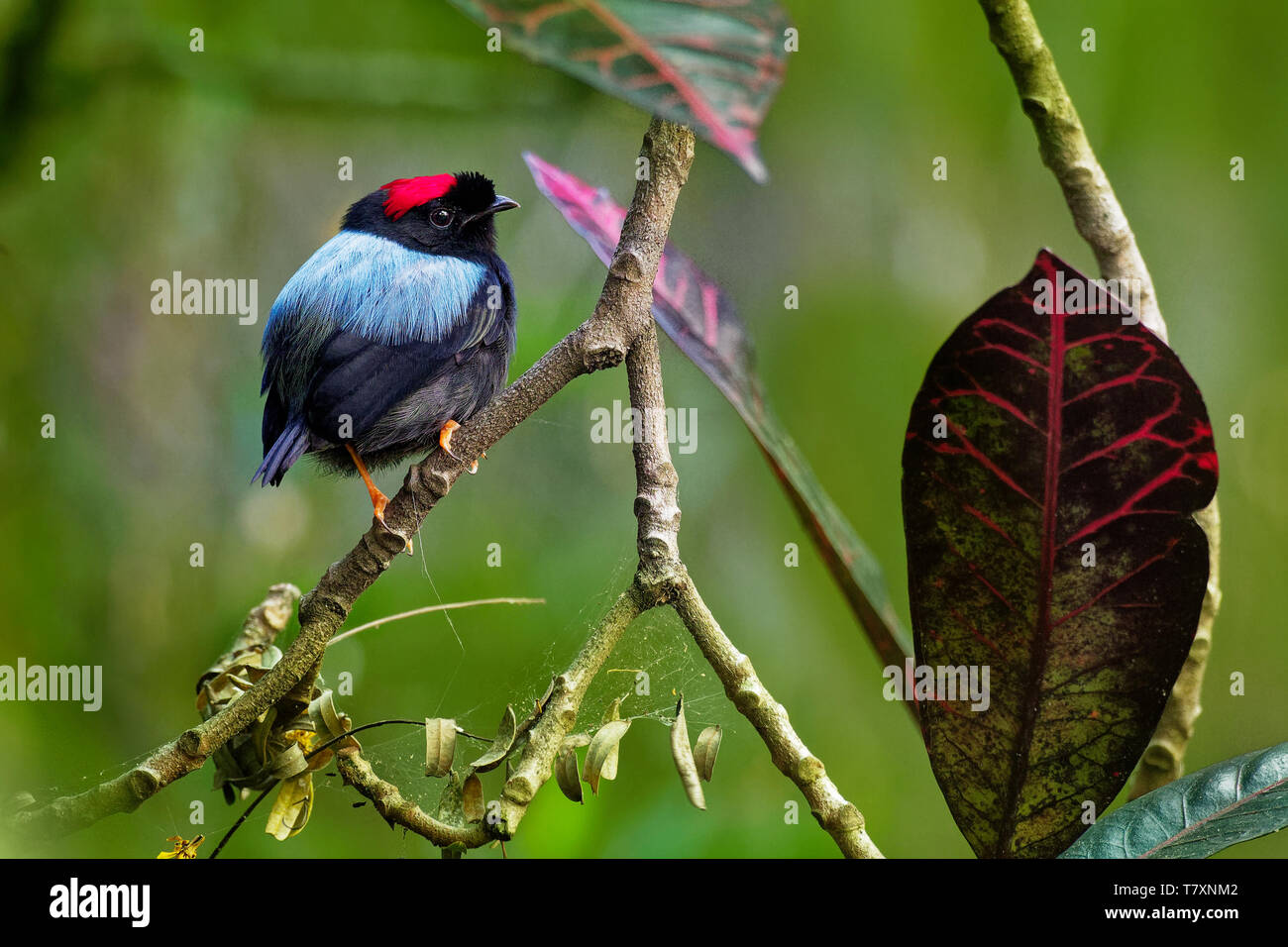 Long-tailed manakin - Chiroxiphia linearis species of bird in the ...