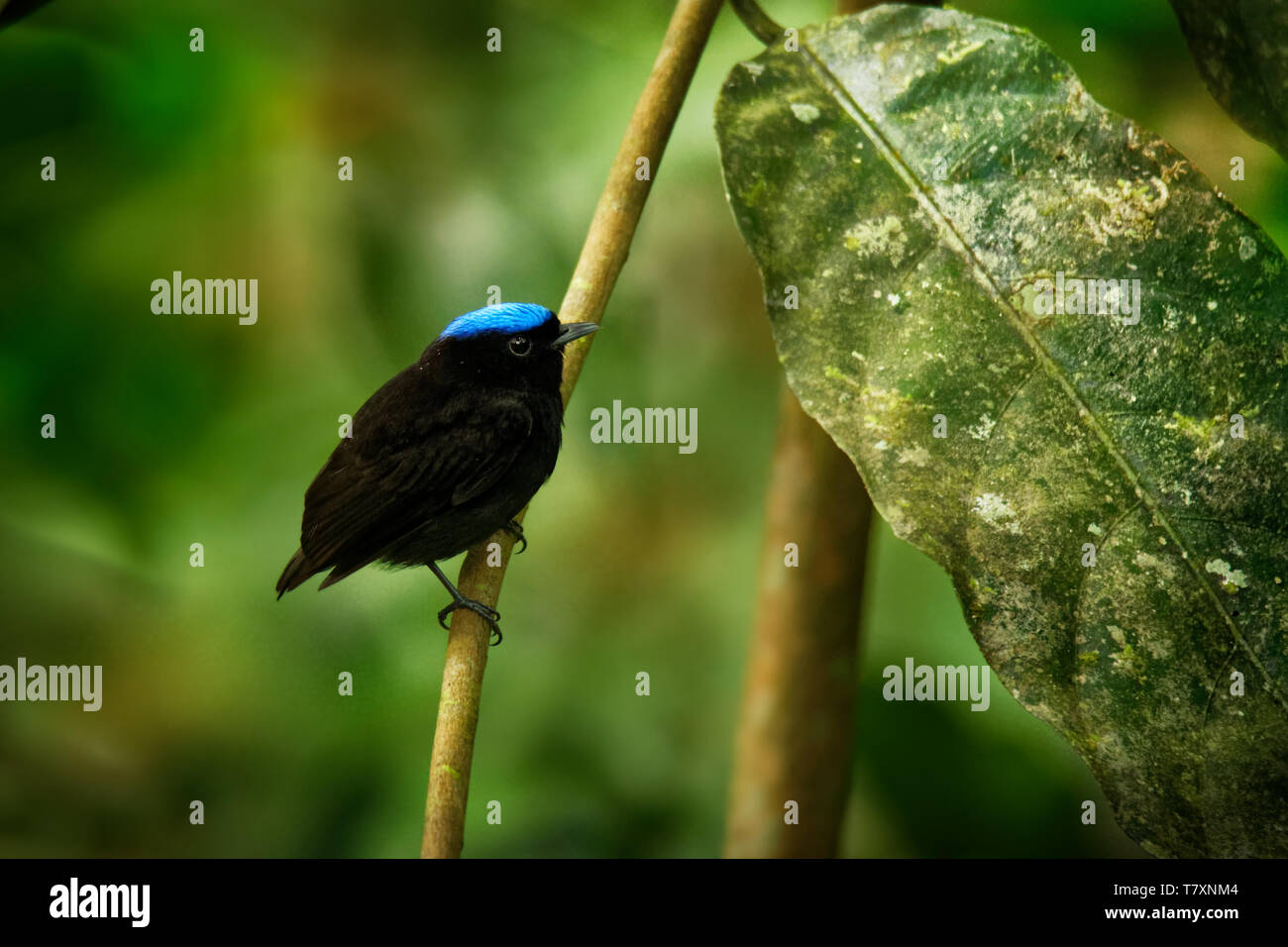 Blue-crowned manakin - Lepidothrix coronata bird in the Pipridae family ...
