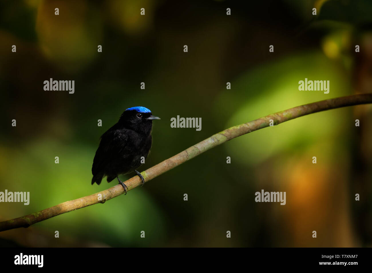 Blue crowned manakin hi-res stock photography and images - Alamy