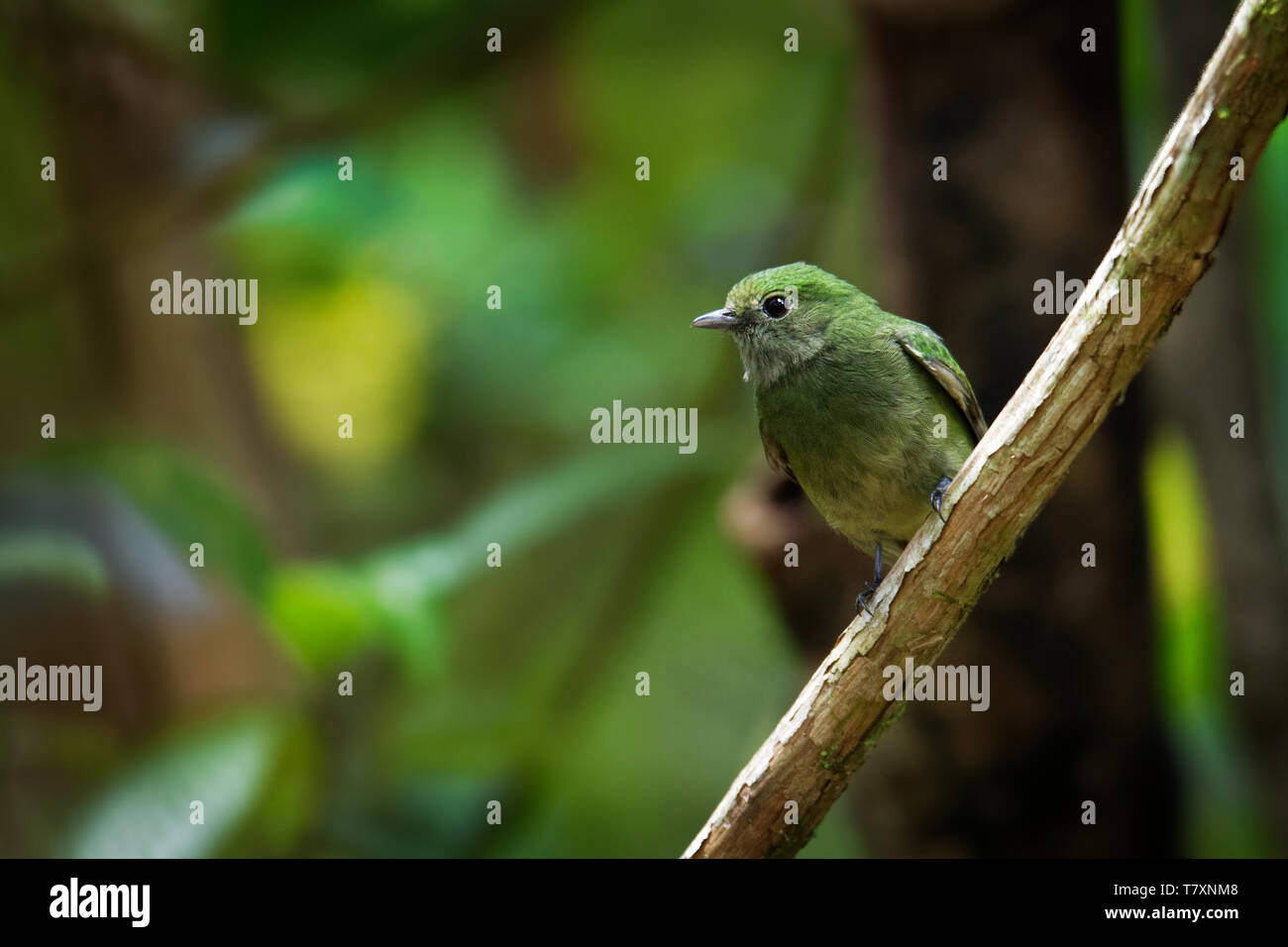 Blue crowned family hi-res stock photography and images - Alamy