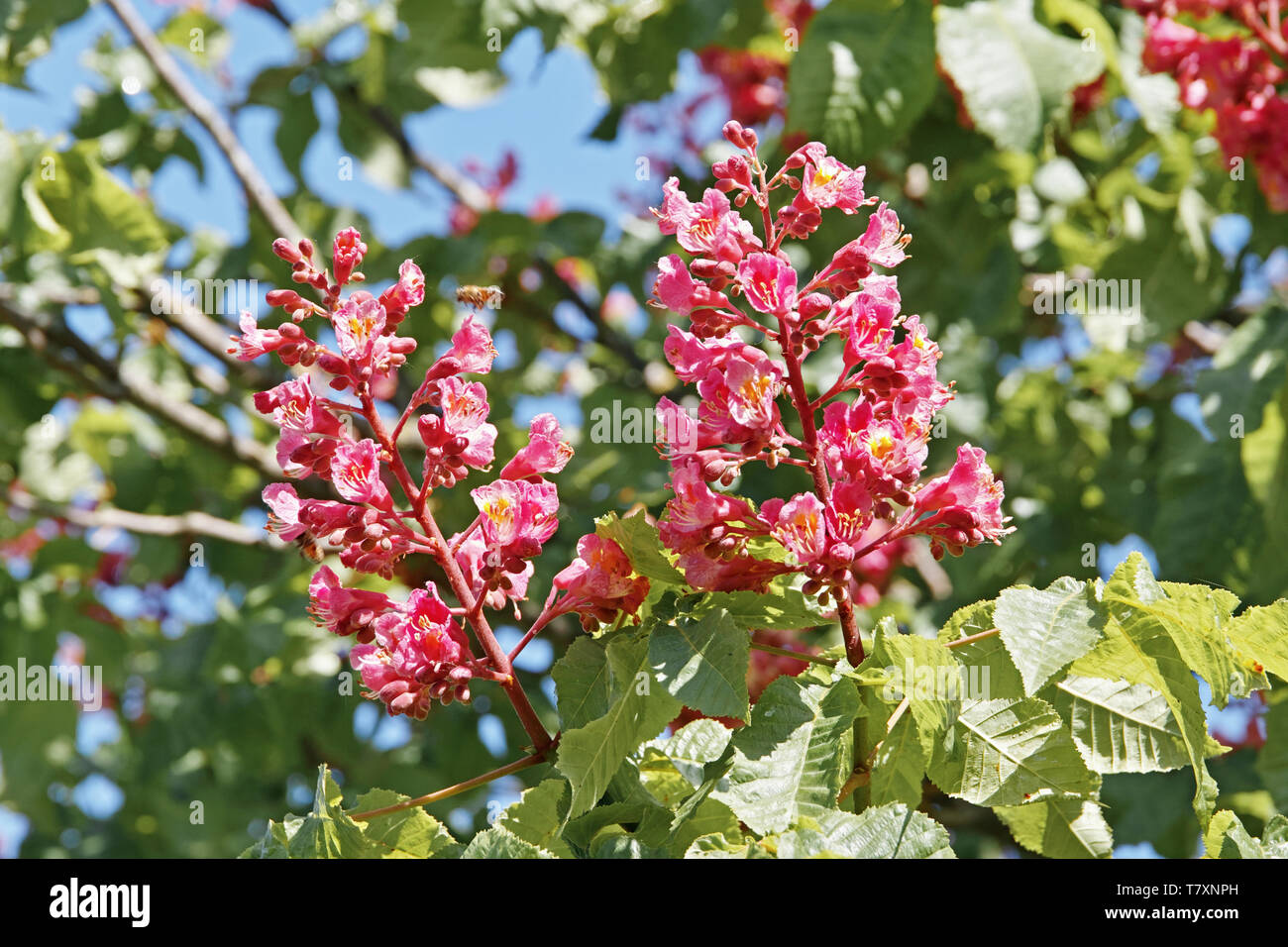 Red chestnut tree hi-res stock photography and images - Alamy