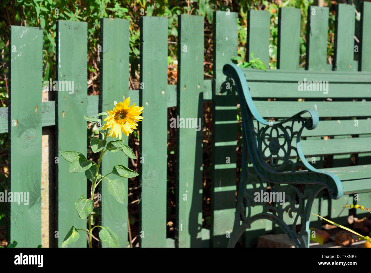 FLORA & FAUNA, garden fence and bench seat with Sunflower Stock Photo ...