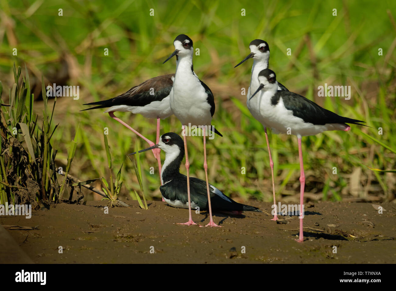 Black-necked Stilt - Himantopus mexicanus locally abundant shorebird of ...