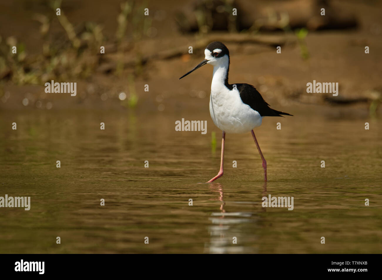 Black-necked Stilt - Himantopus mexicanus locally abundant shorebird of ...