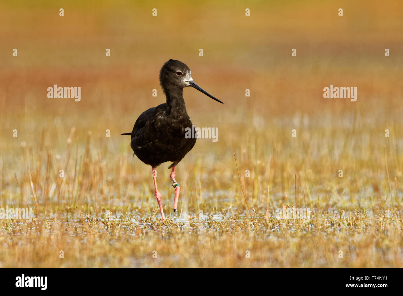 Himantopus novaezelandiae - Black stilt - kaki in Maori language ...