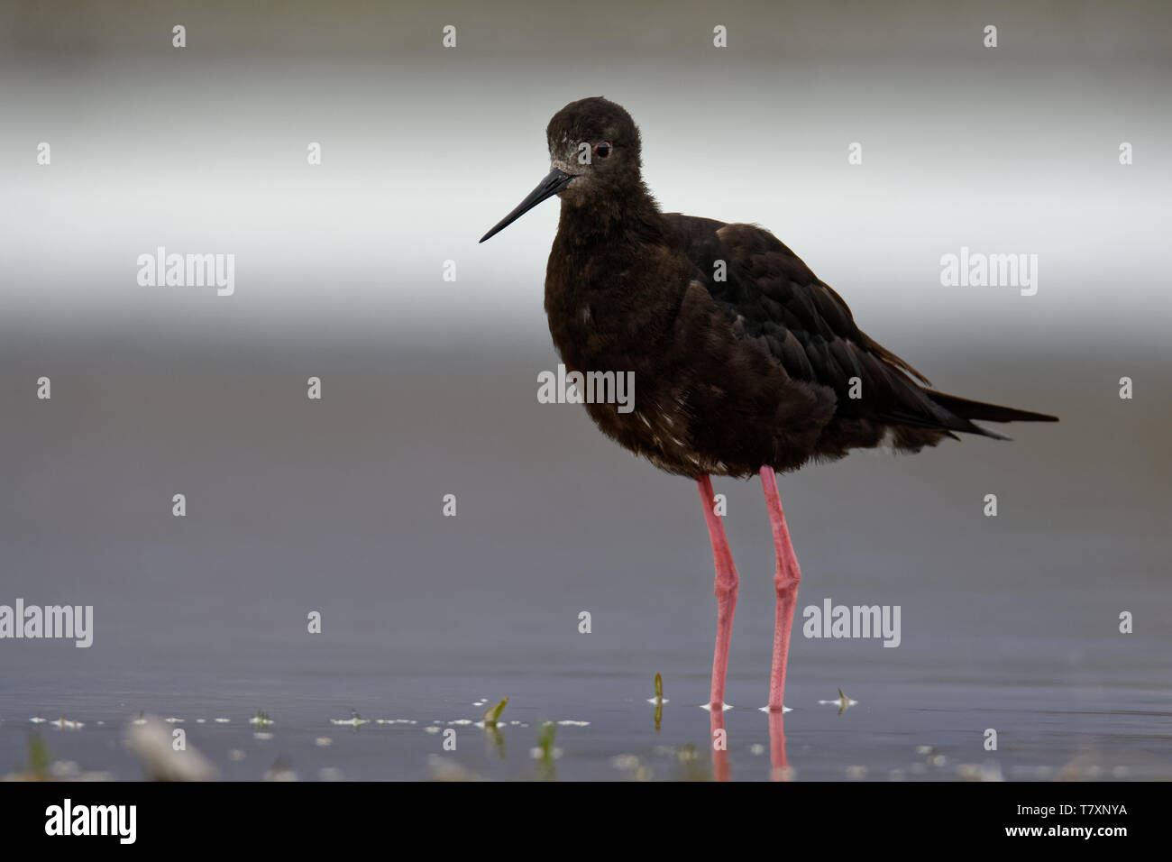 Himantopus novaezelandiae - Black stilt - kaki in Maori language ...